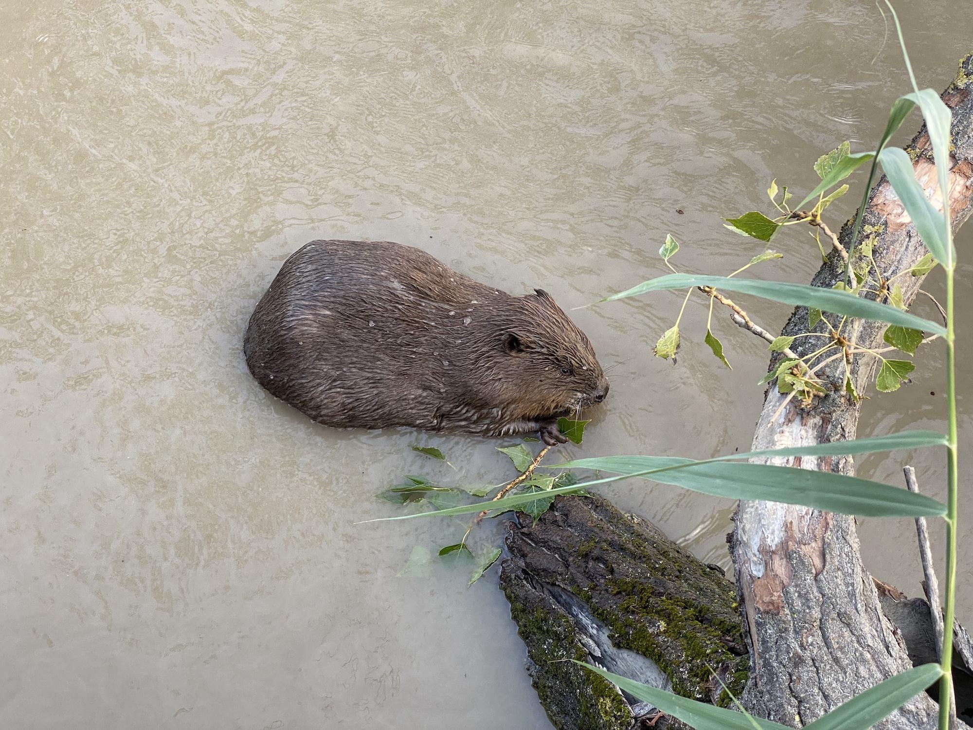 Photo: Abby Lee Tee – Beavers and other wetland dwellers